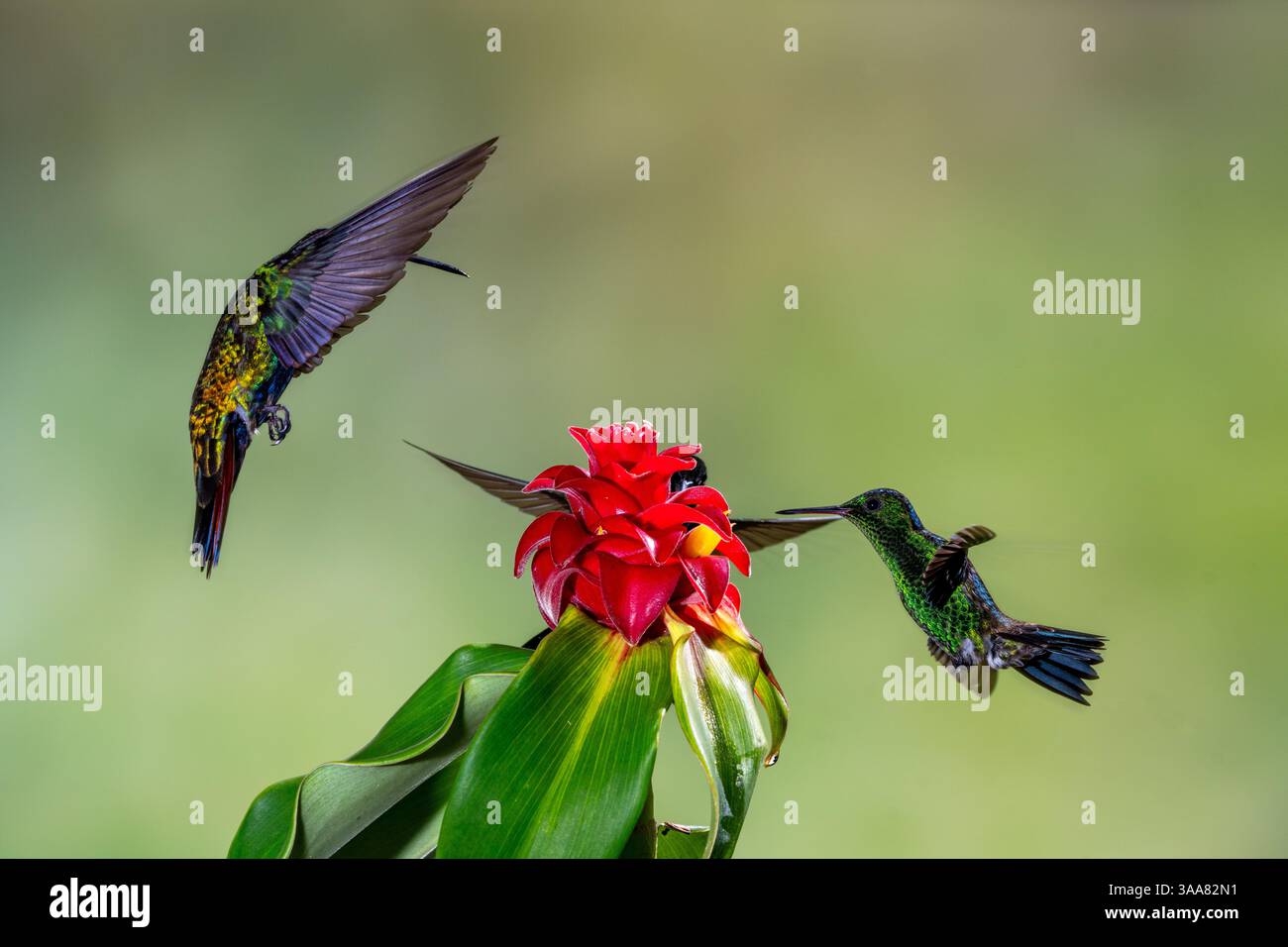 Two Steely-vented Hummingbirds, Amazilia saucerrottei, on a costus ...