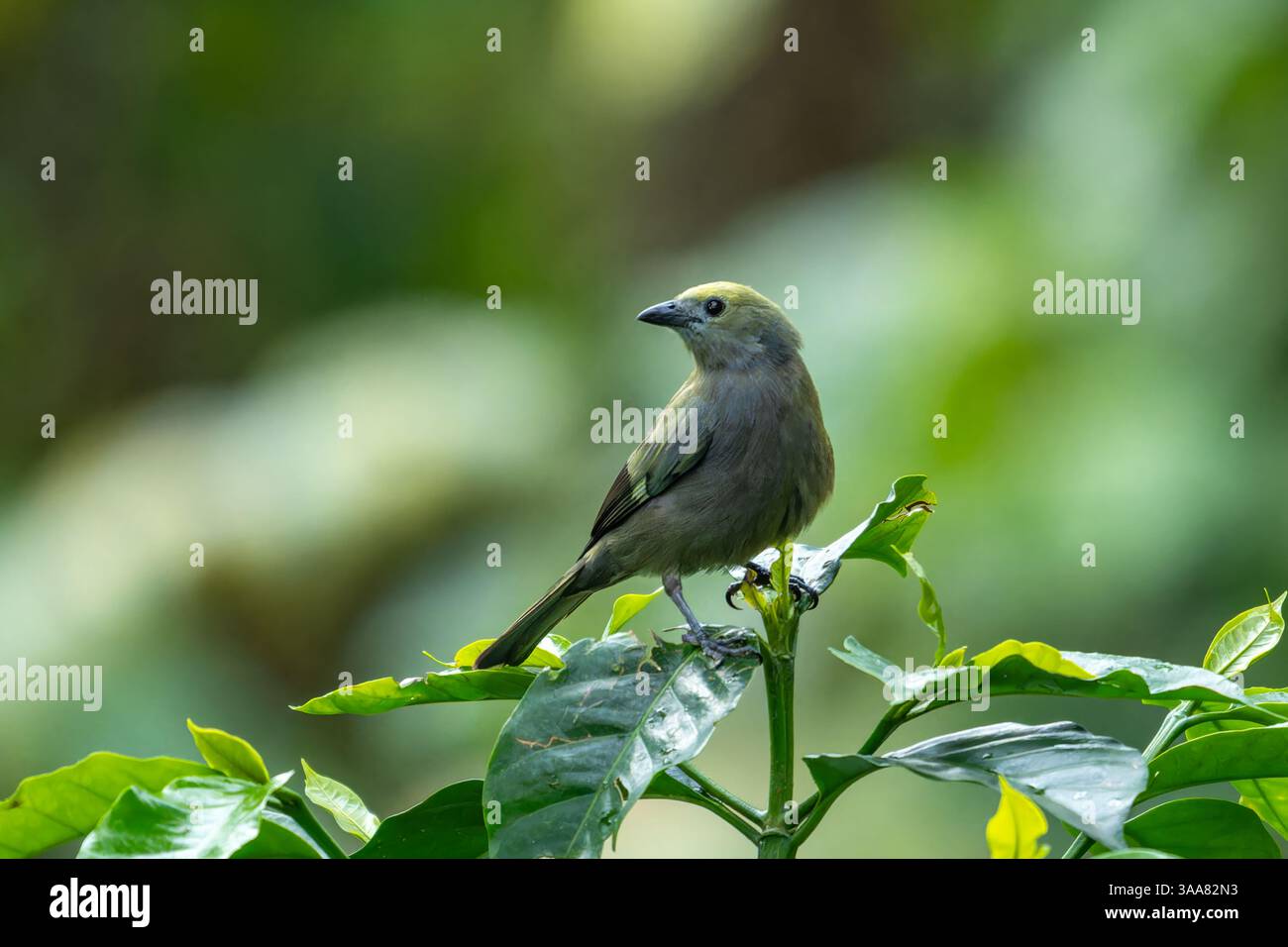 A Palm Tanager, Thraupis palmarum, perched on a shrub in western ...