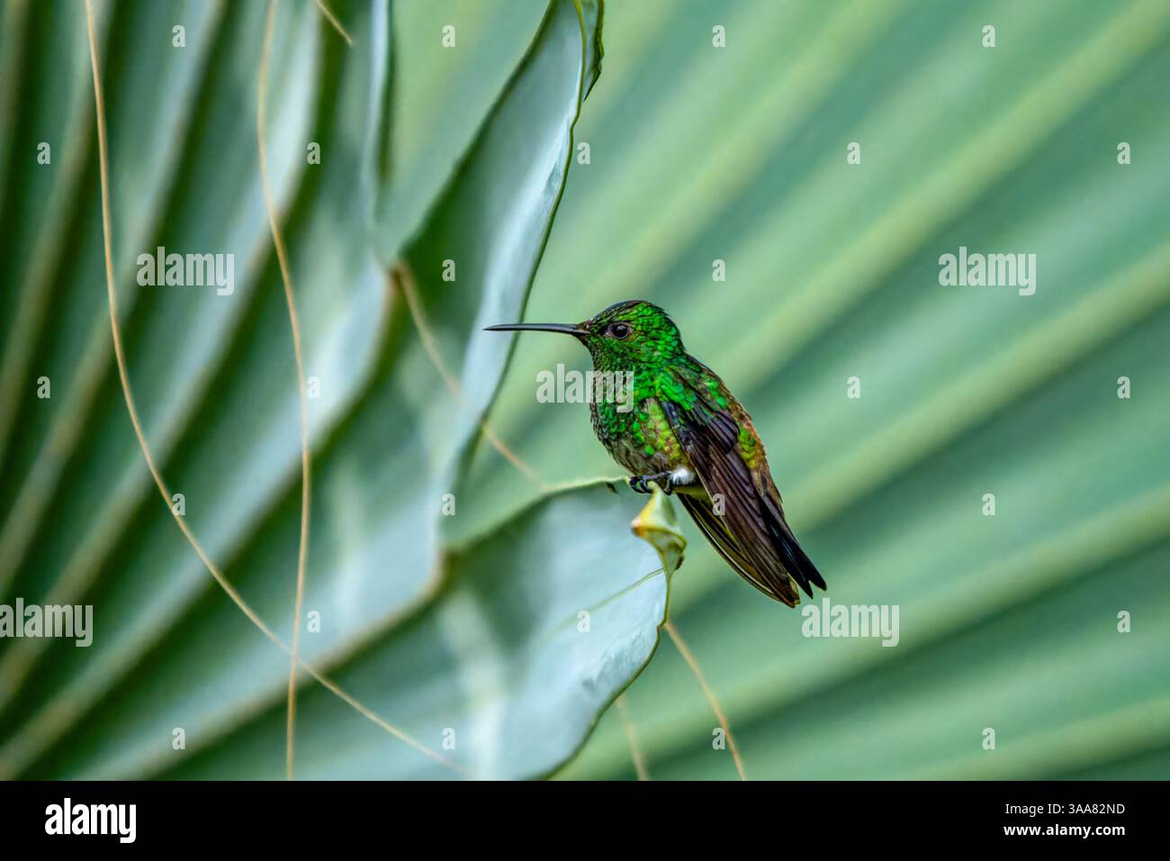 A Steely-vented Hummingbird, Amazilia saucerrottei, perched on a fan ...