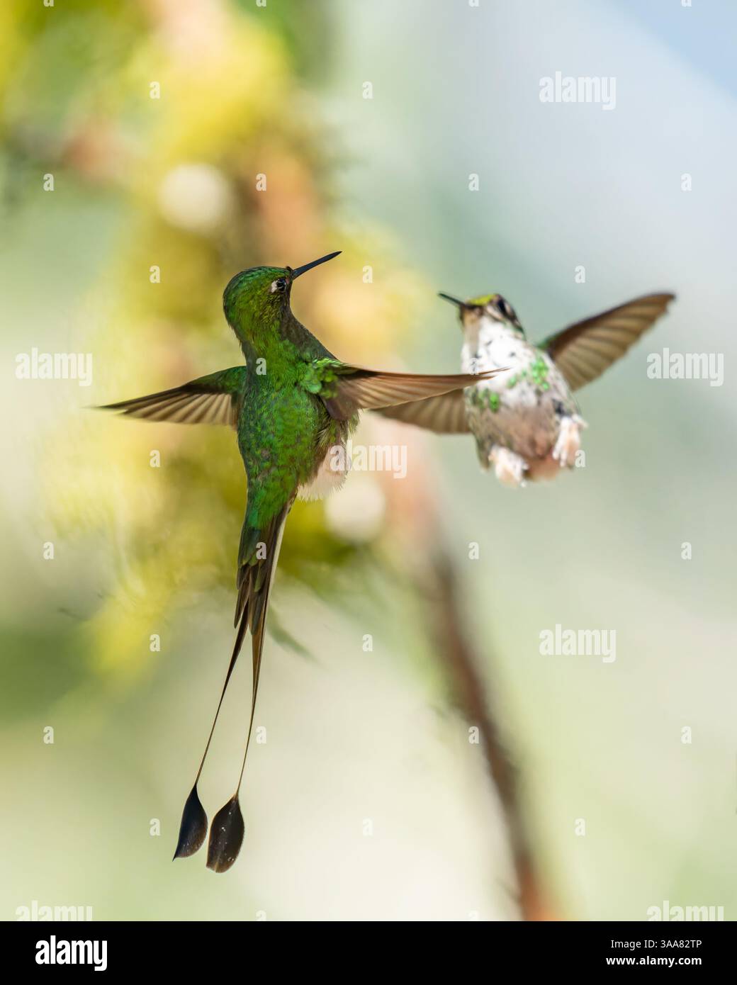 A male & female White-booted Racket-tail, Ocreatus underwoodii, face ...