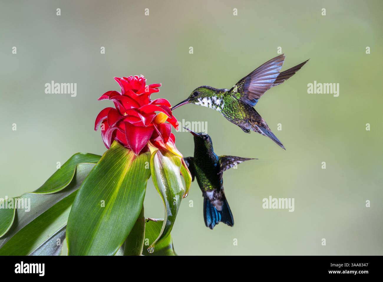 A semi-leucistic male Steely-vented Hummingbird feeding on a costus ...