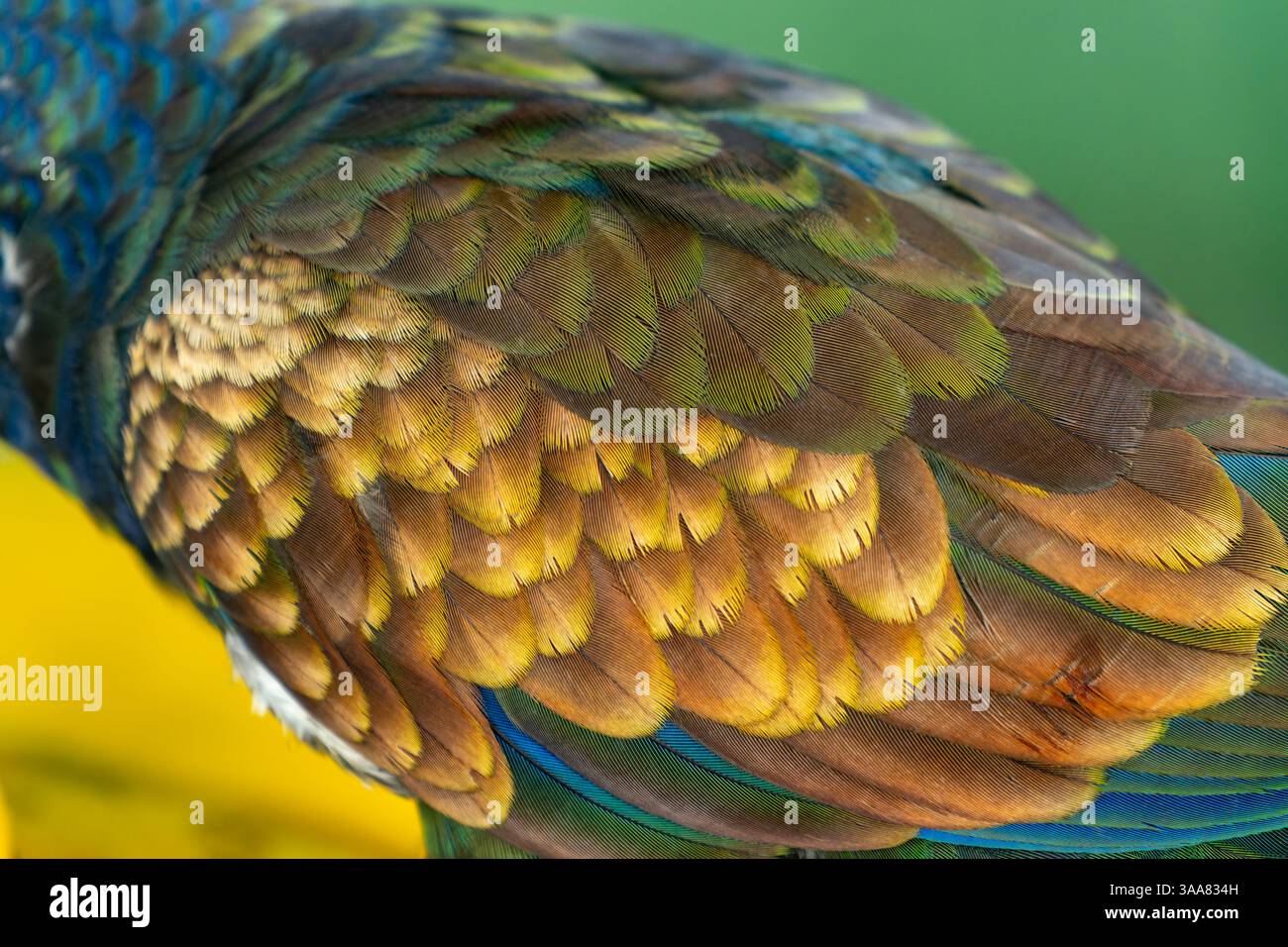 Detail of the wing of a Bronze-winged Parrot, Pionus chalcopterus, in ...