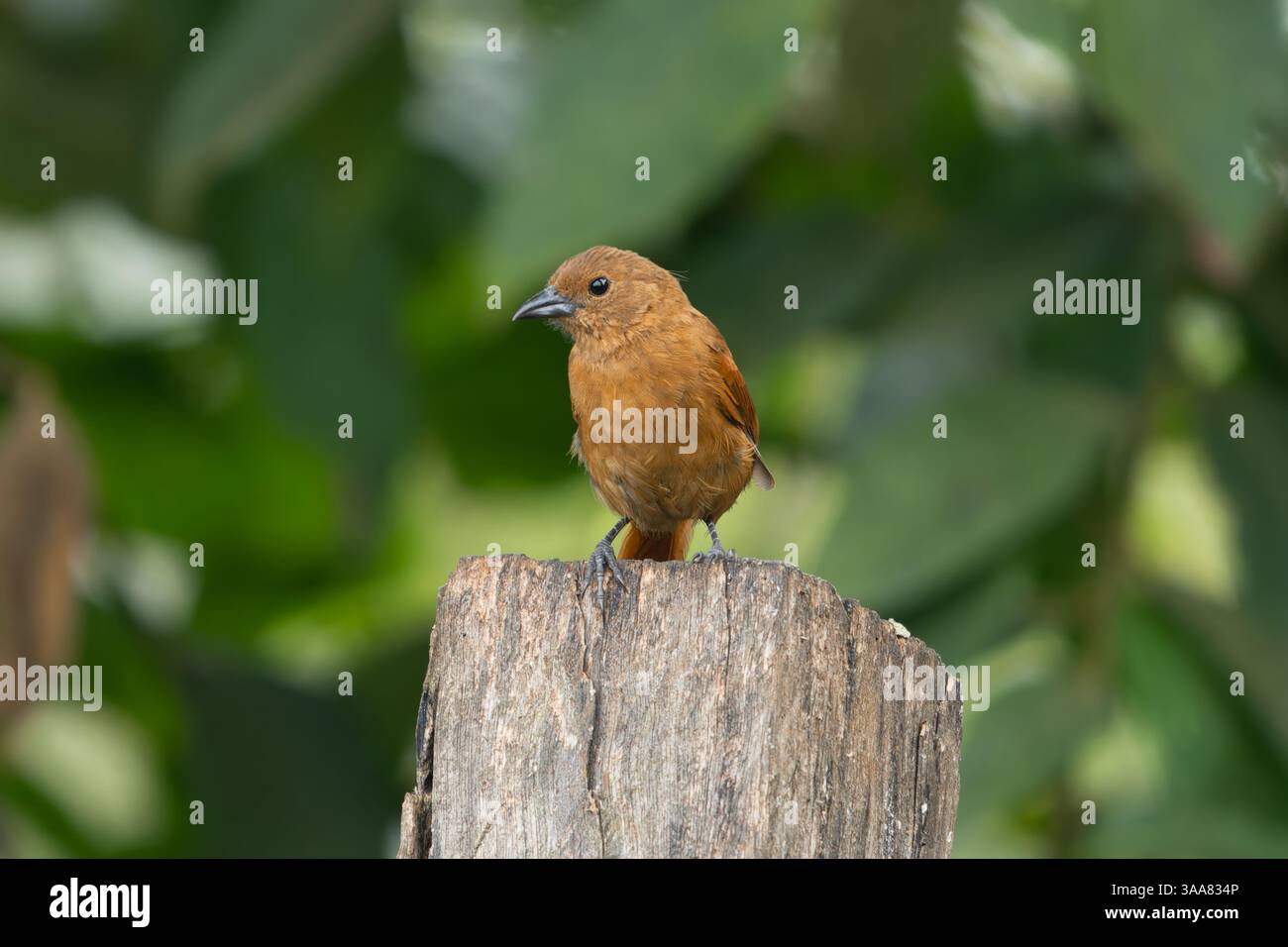 A female White-lined Tanager, Tachyphonus rufus, in western Colombia ...