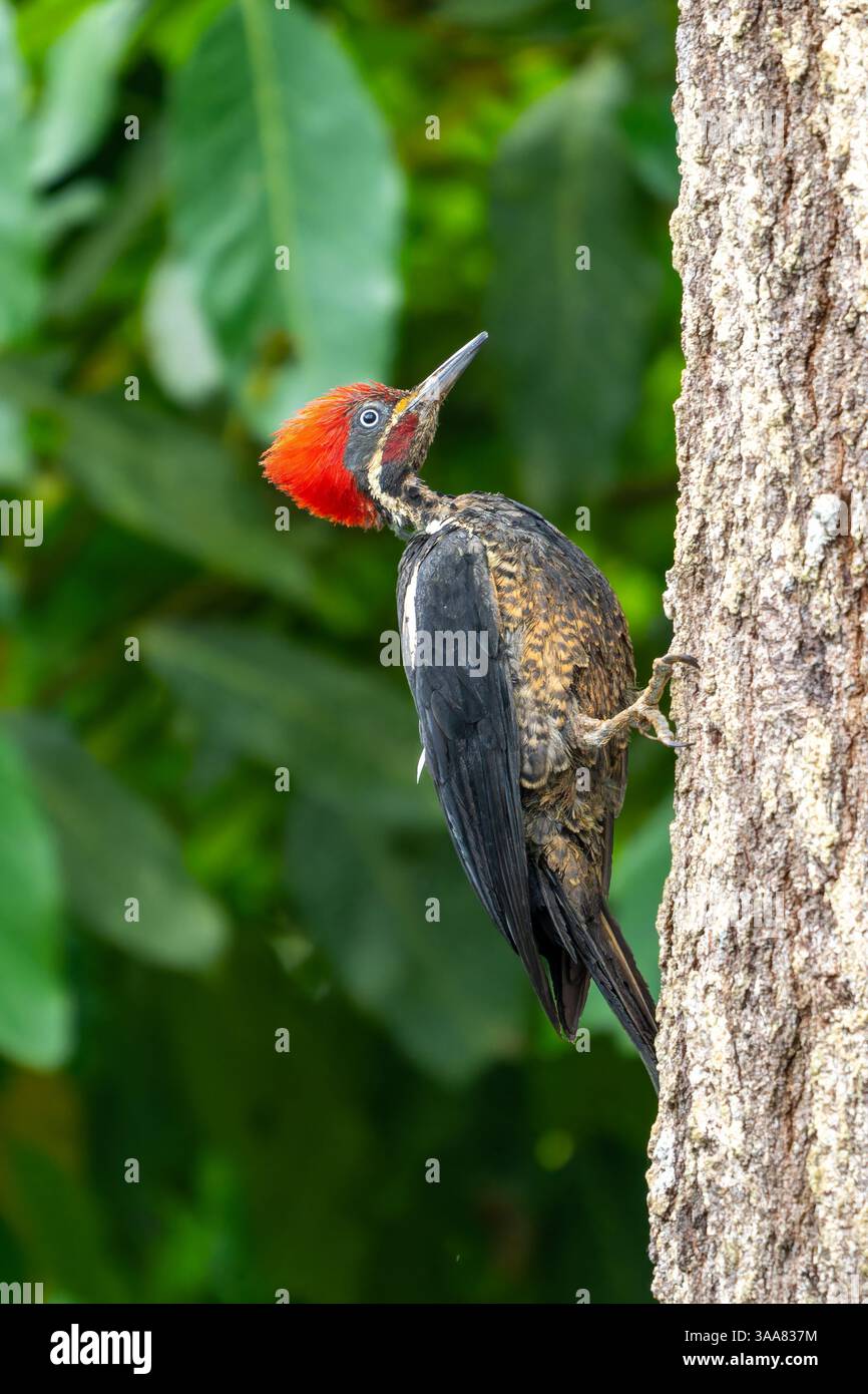A male Lineated Woodpecker, Dryocopus lineatus, on a tree in the ...