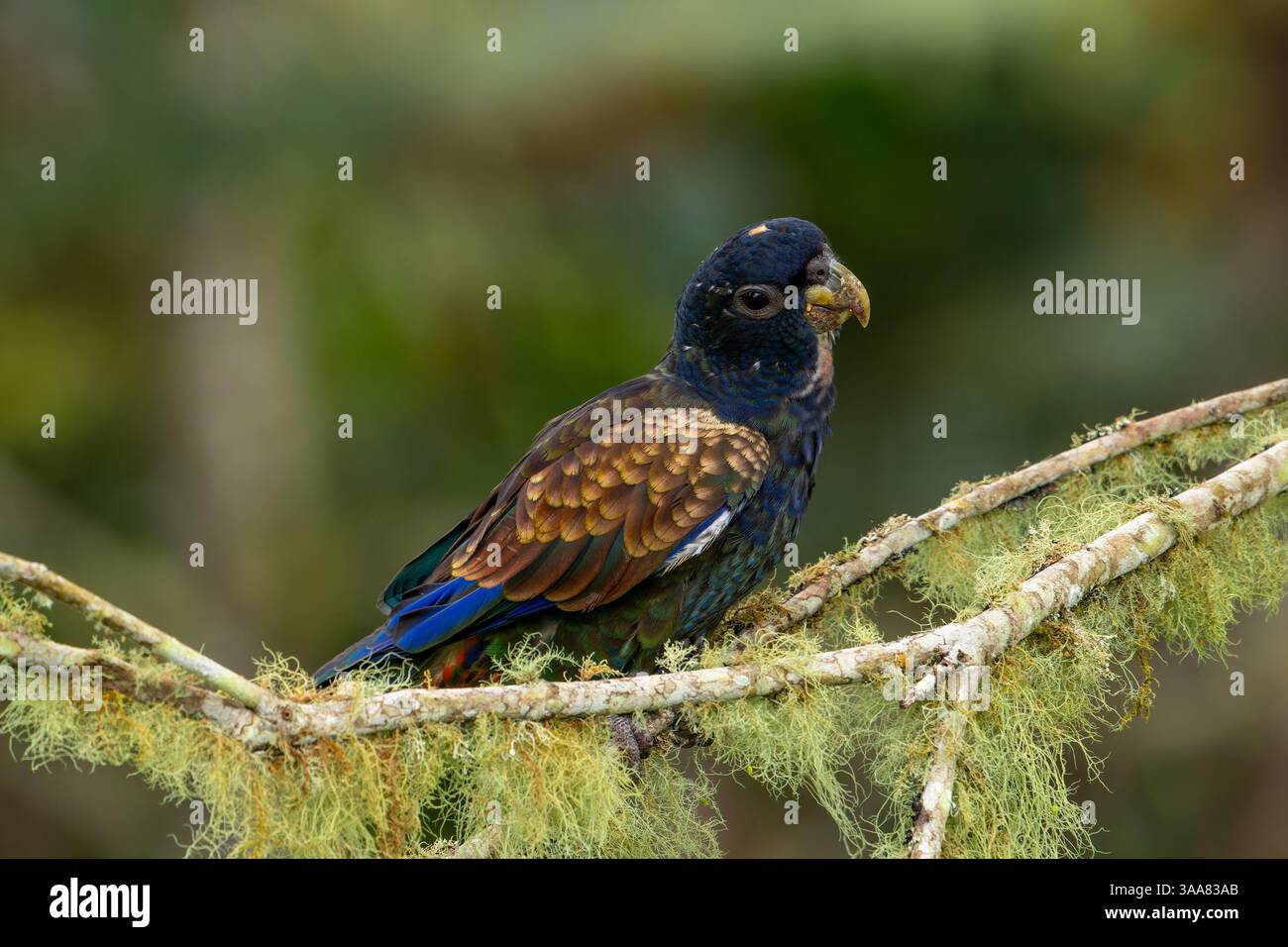 A Bronze-winged Parrot, Pionus chalcopterus, perched on a branch in ...