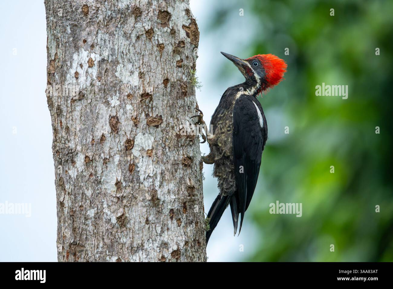 A male Lineated Woodpecker, Dryocopus lineatus, on a tree in the ...