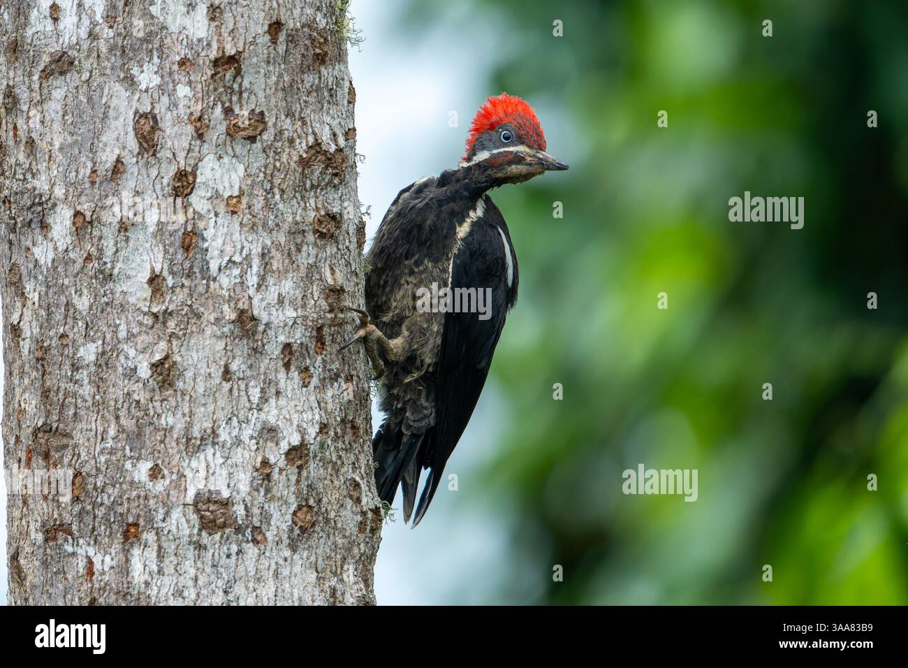 A male Lineated Woodpecker, Dryocopus lineatus, on a tree in the ...