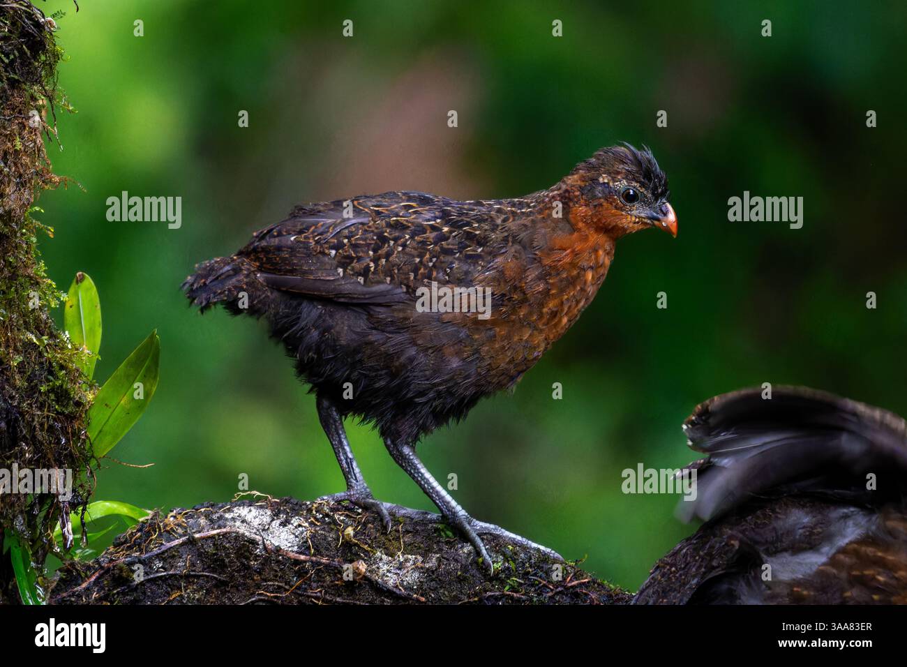 A Chestnut Wood Quail hen, Odontophorus hyperythrus, on a branch in the ...