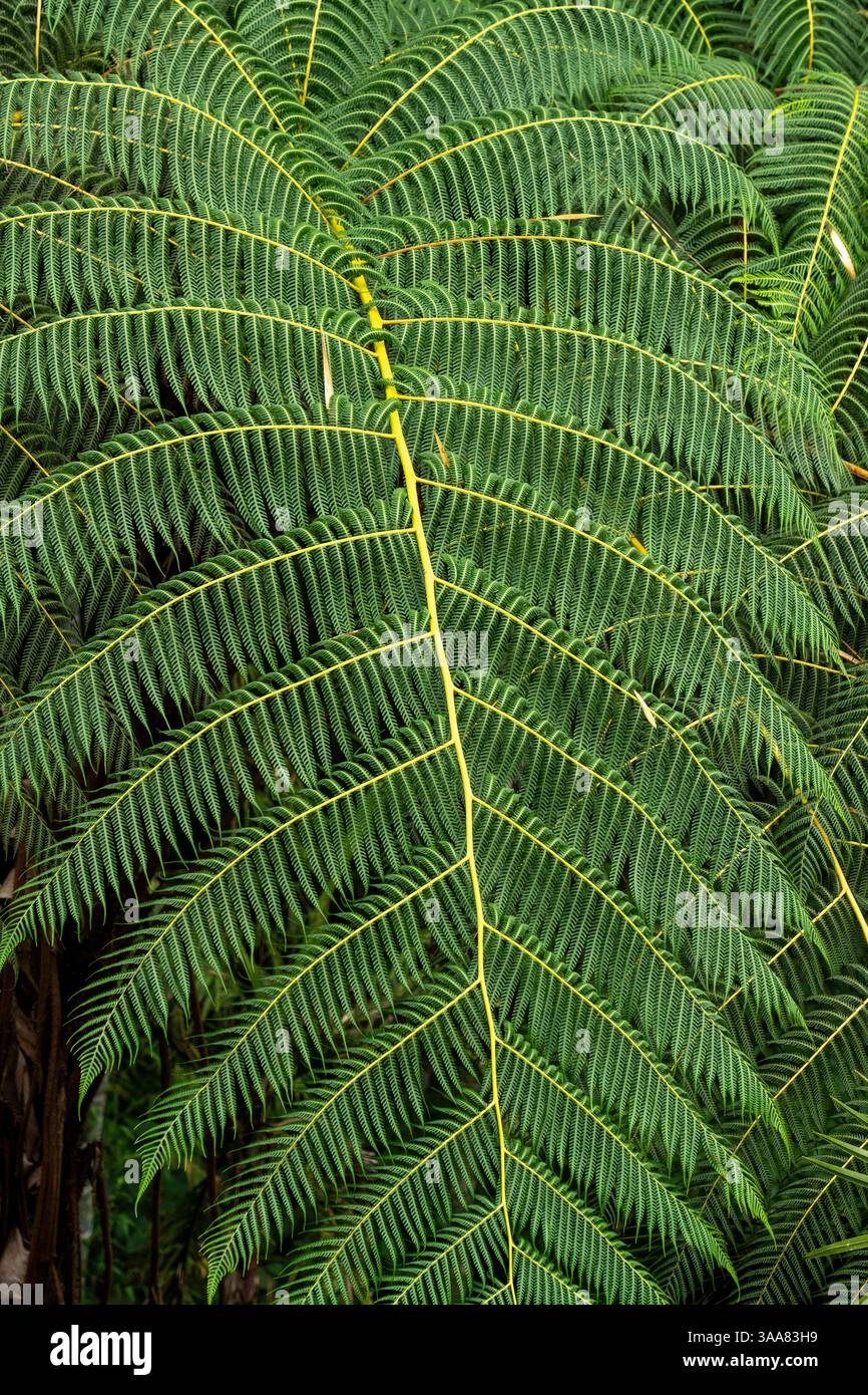 Fronds of a fern tree in the foothills of the Western Cordillera of the ...