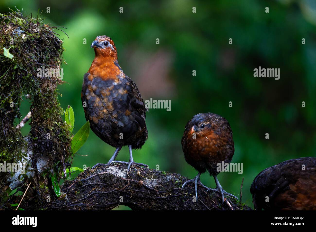Two Chestnut Wood Quail hens, Odontophorus hyperythrus, on a branch in ...