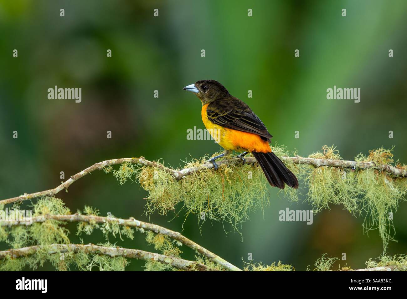 A female Flame-rumped Tanager, Ramphocelus flammigerus, perched in ...