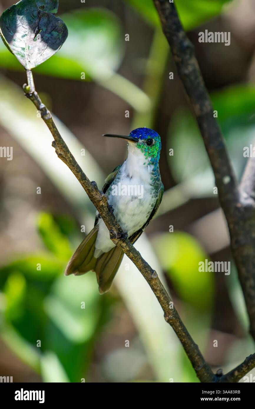 An Andean Emerald Hummingbird, Uranomitra franciae, in western Colombia ...