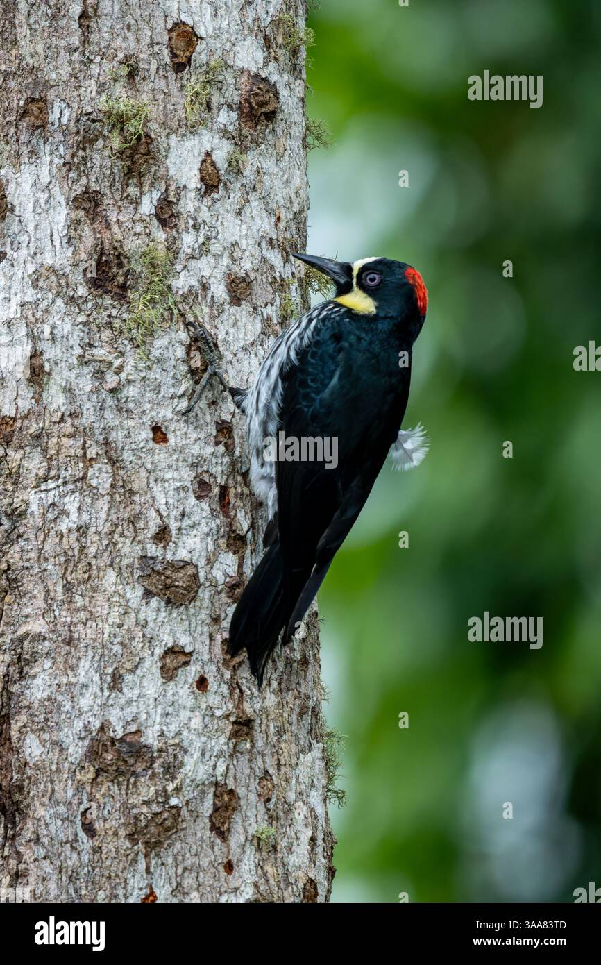 A female Acorn Woodpecker on a tree in Araucana, Colombia Stock Photo ...