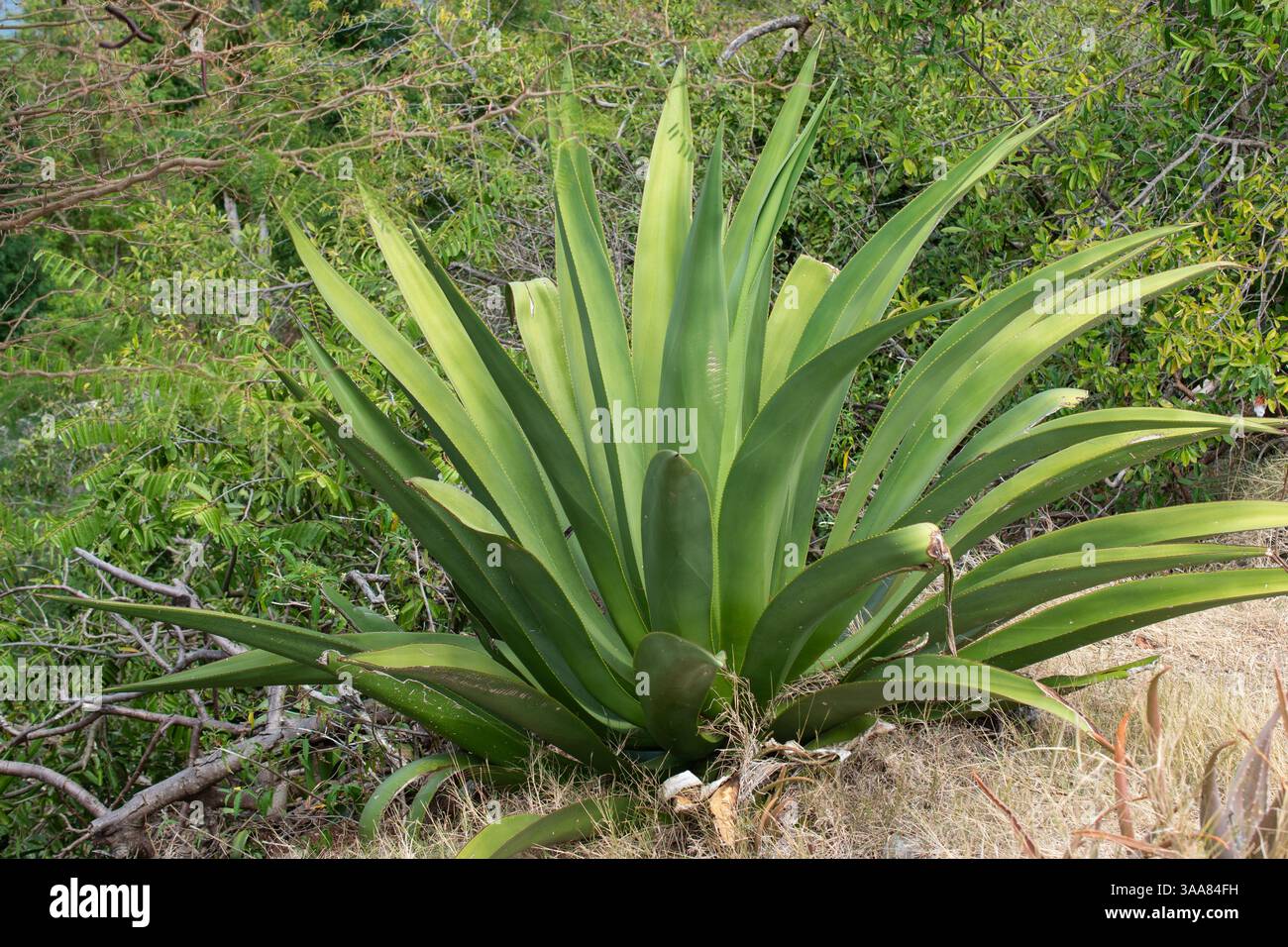 Green Agave Plant on Tropical Island of Guadeloupe Stock Photo - Alamy