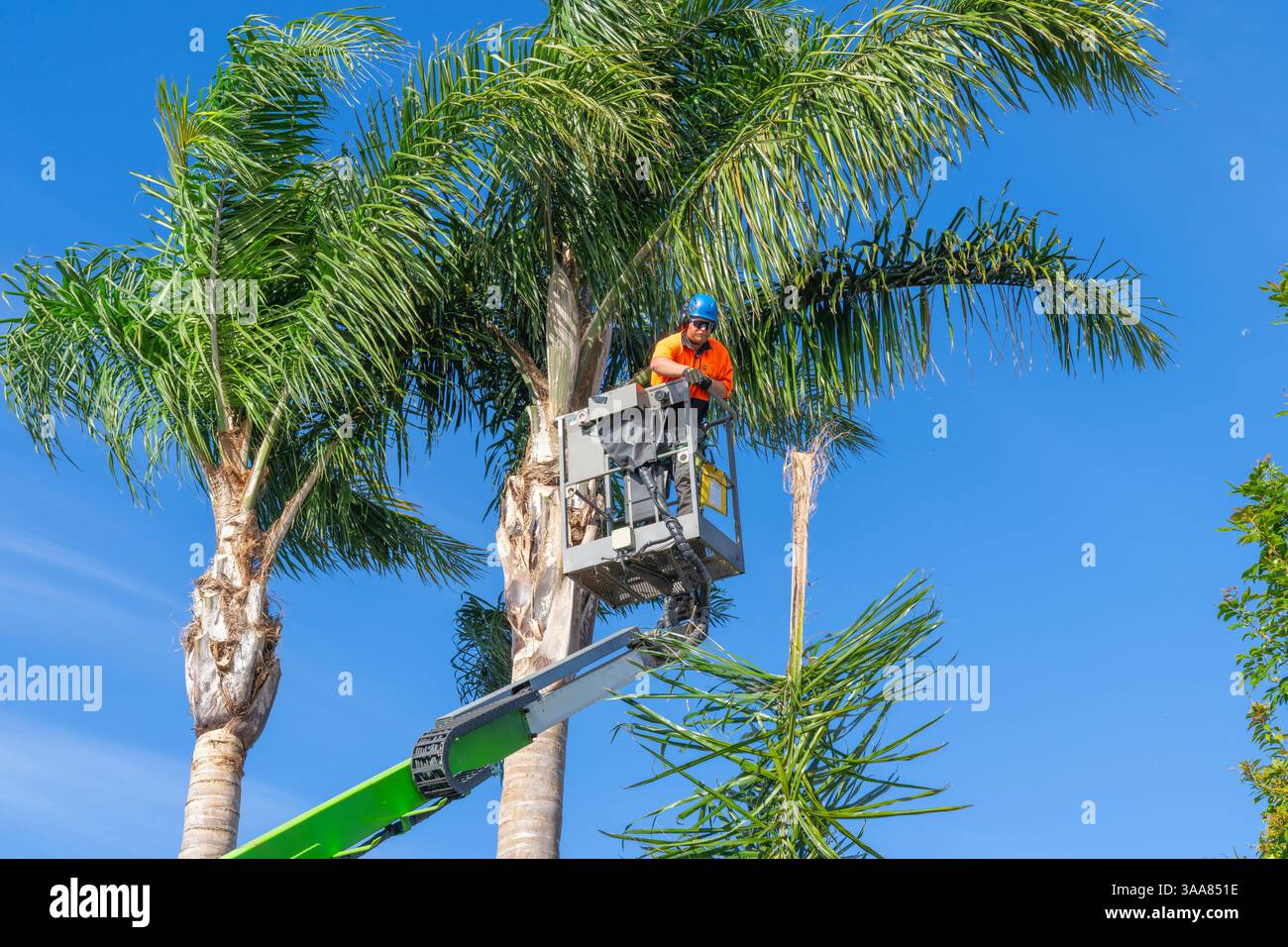 Tauranga New Zealand March 29 2025; Professional arborist with chainsaw ...