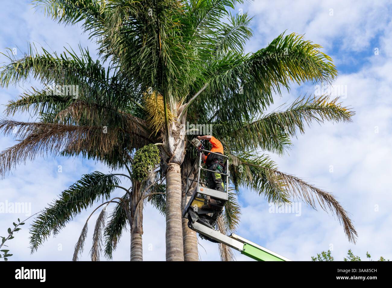 Tauranga New Zealand March 29 2025; Professional arborist with chainsaw ...
