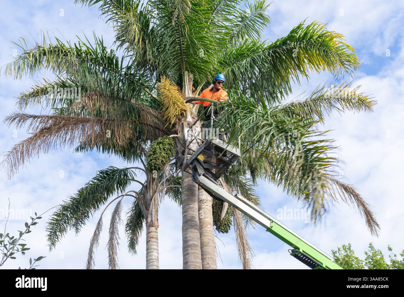 Tauranga New Zealand March 29 2025; Professional arborist with chainsaw ...