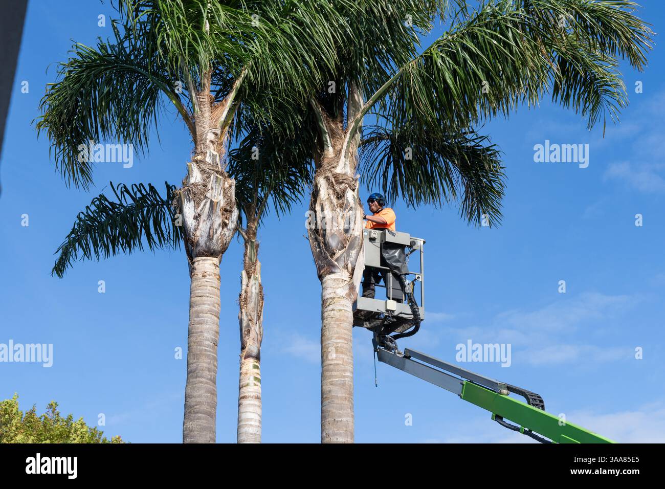 Tauranga New Zealand March 29 2025; Professional arborist with chainsaw ...