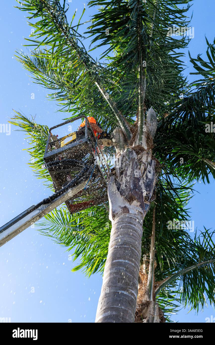 Tauranga New Zealand March 29 2025; Professional arborist with chainsaw ...