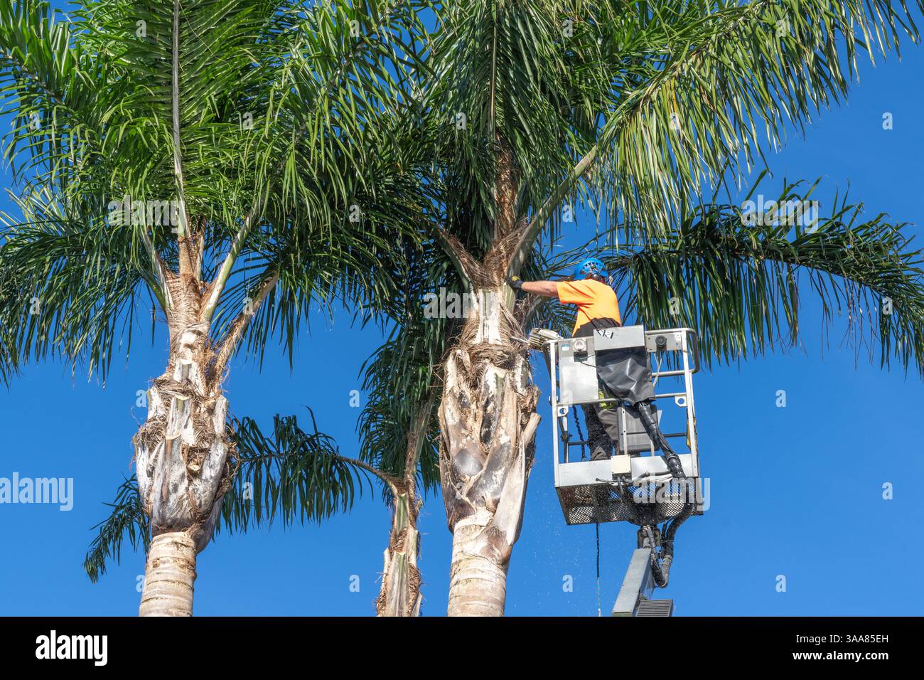 Tauranga New Zealand March 29 2025; Professional arborist with chainsaw ...