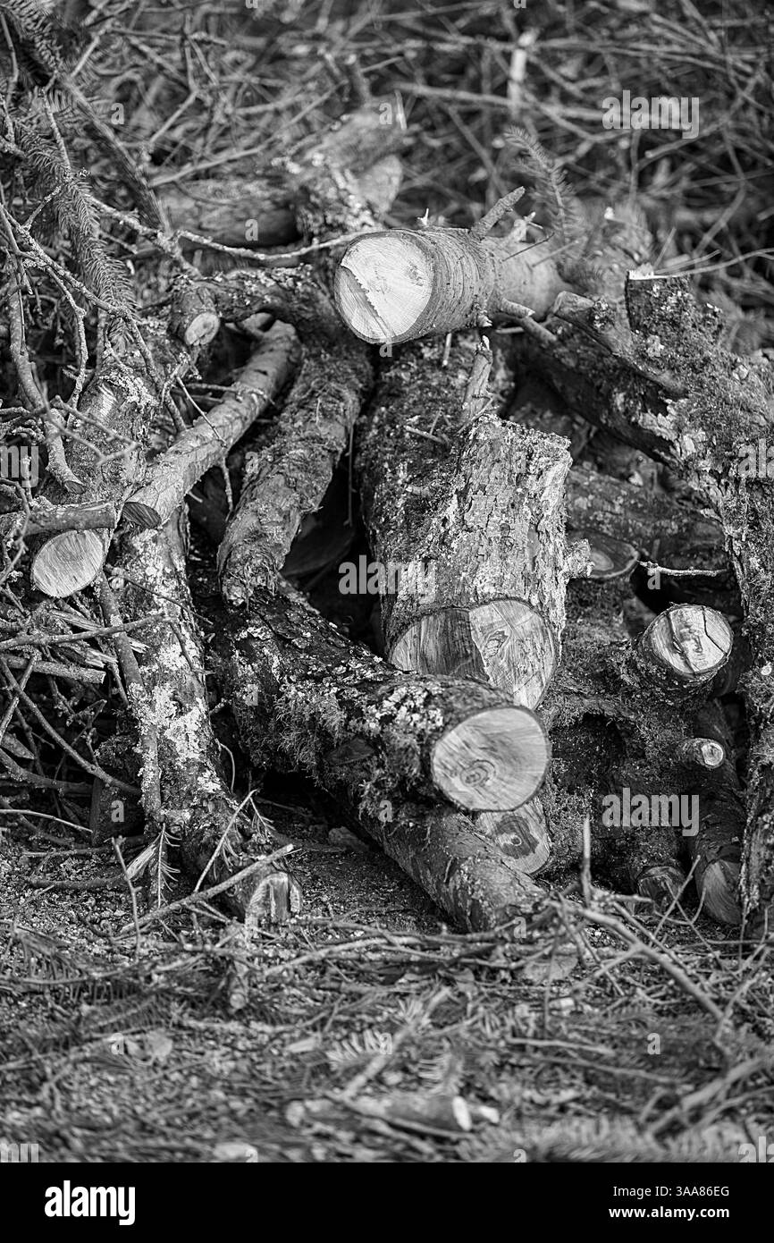 Logs moss in forest Black and White Stock Photos & Images - Alamy