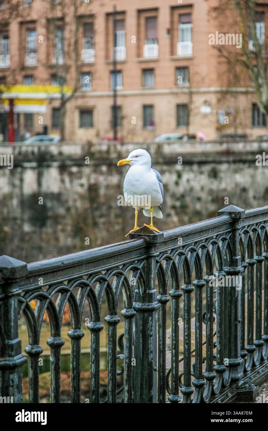 Seagull looking left river hi-res stock photography and images - Alamy
