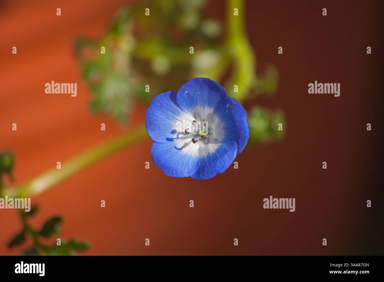 Desert bluebell (Phacelia campanularia) flower 6665 Stock Photo - Alamy