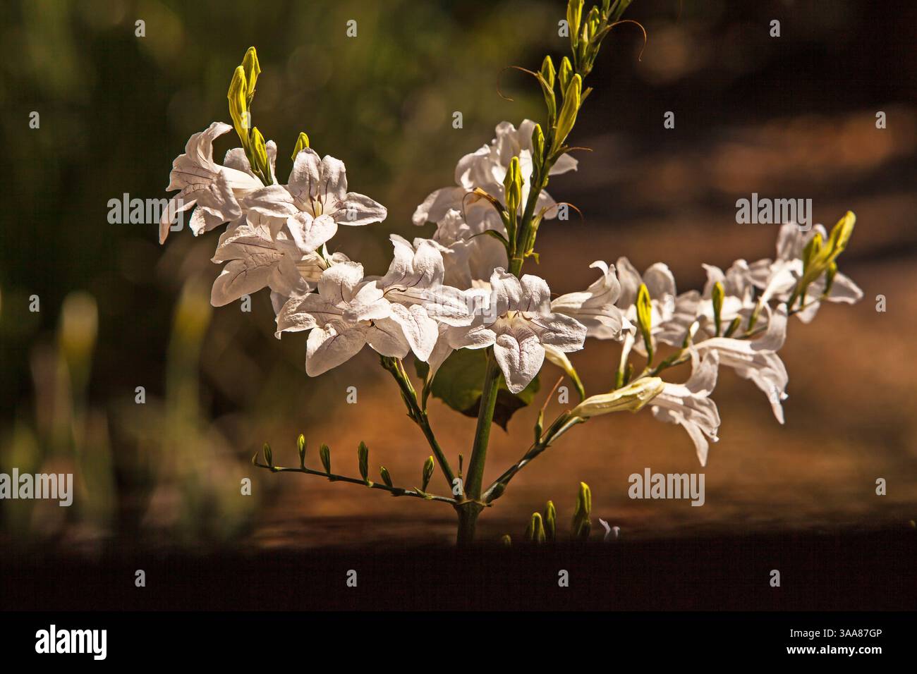 Forest Bell (Mackaya bella) flowers 16546 Stock Photo - Alamy