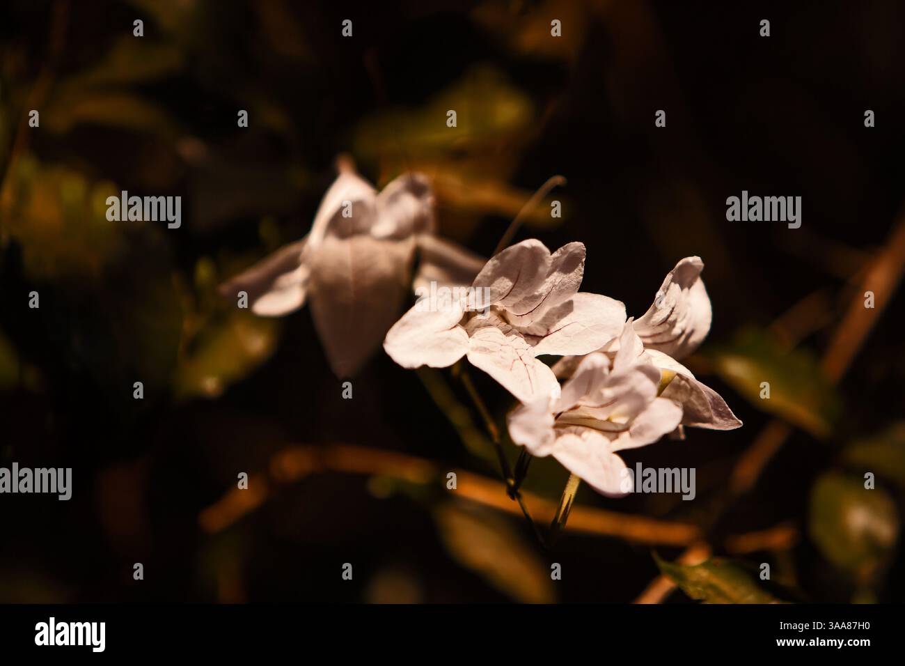 Forest bell Mackaya bella flowers 16529 Stock Photo - Alamy