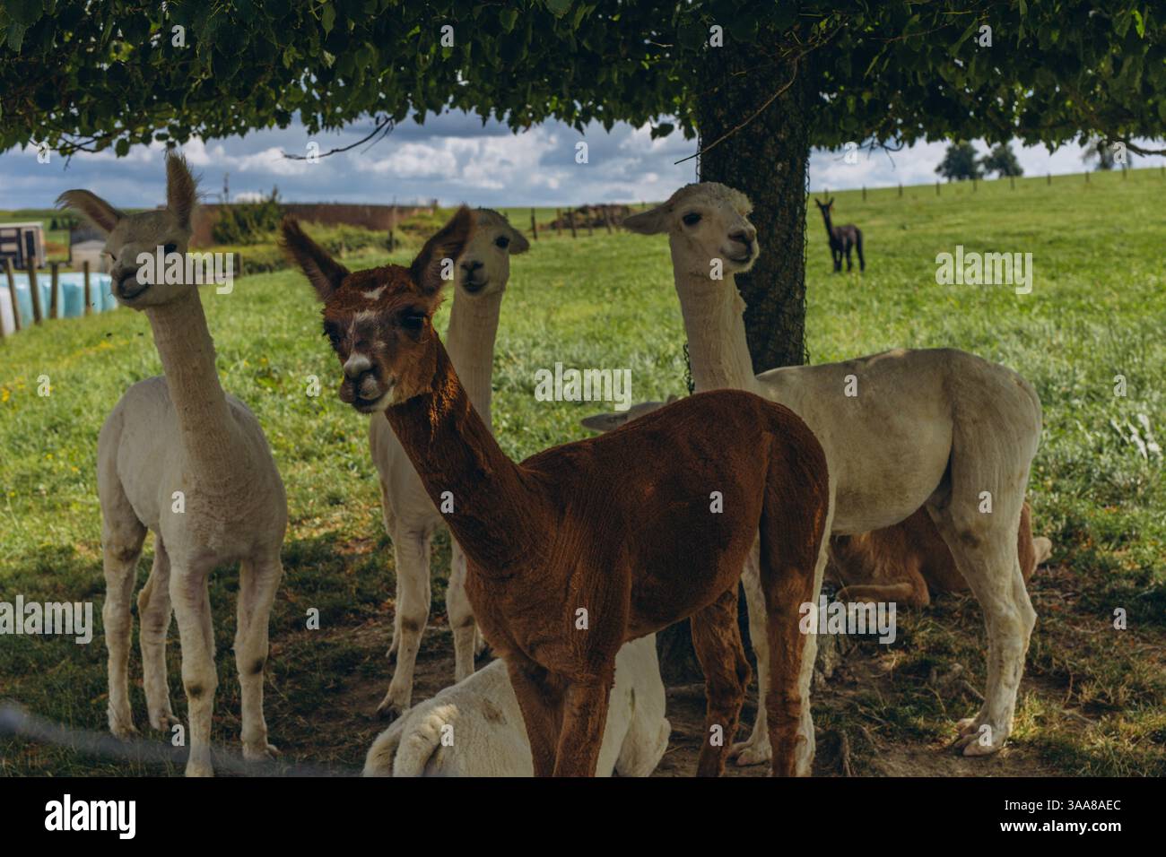 Group of alpacas standing under tree,resting in the shade.Fluffy wool ...