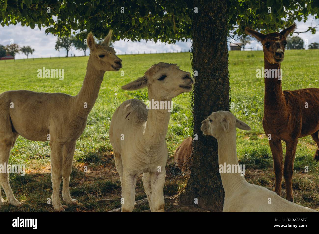 Group of alpacas standing under tree,resting in the shade.Fluffy wool ...