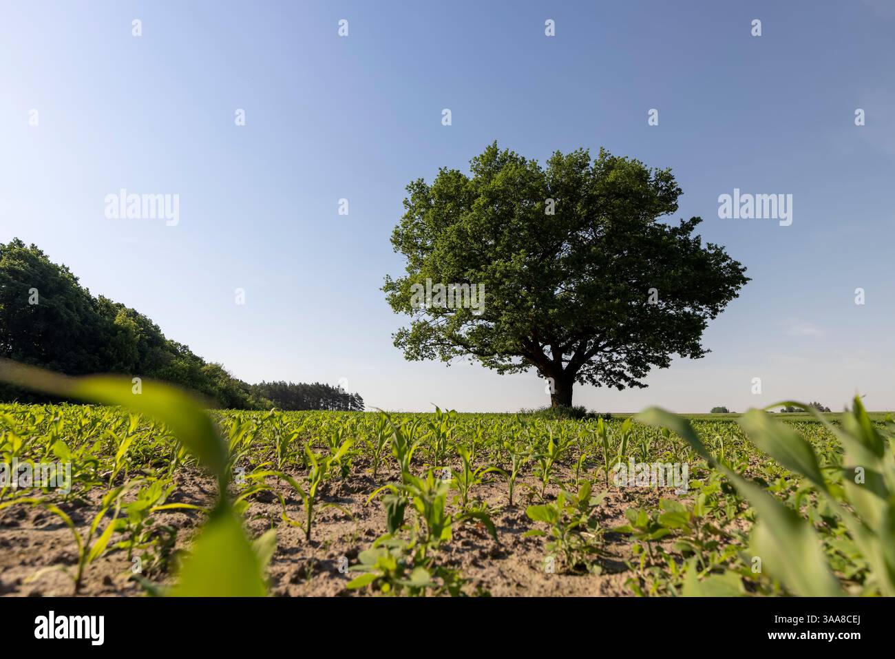 a lone oak tree in the distance in a cornfield with young sweet corn ...