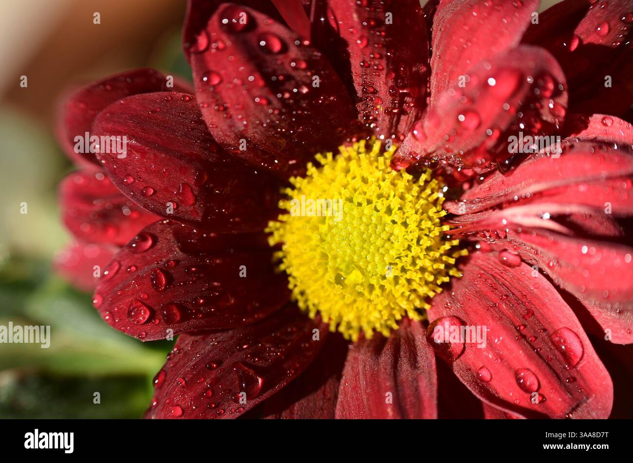 Closeup yellow burgundy flowers hi-res stock photography and images - Alamy