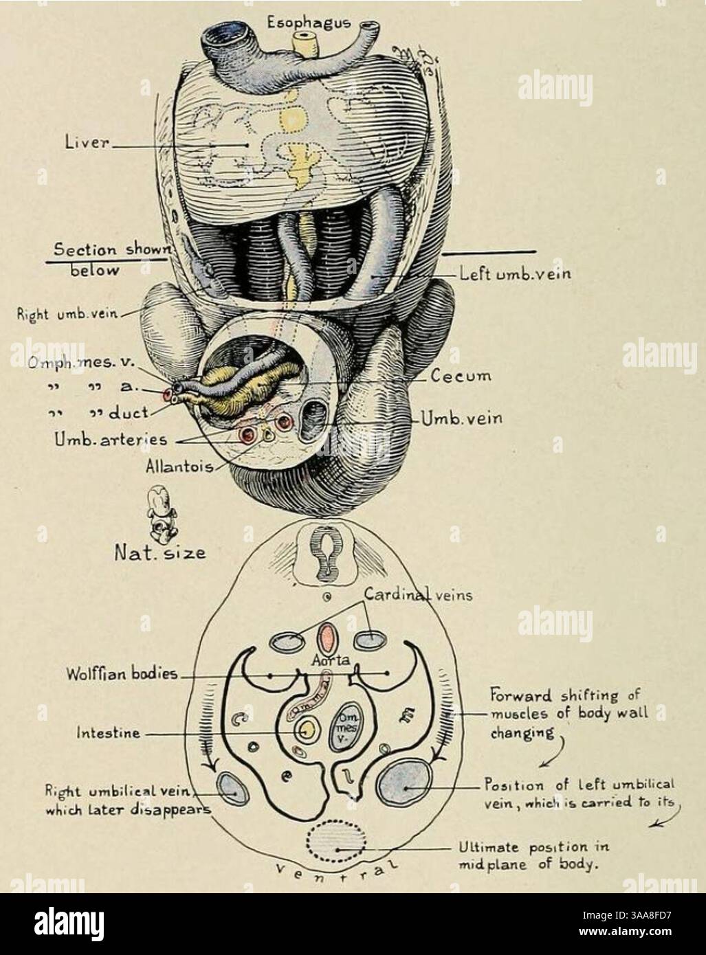 Human Embryo 7 mm. long, Showing the Umbilical Region Stock Photo - Alamy