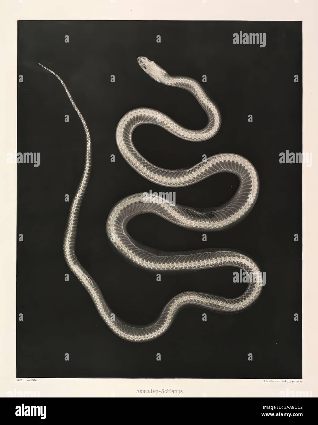 X-Ray image of a long snake showing internal organs and bones Stock ...