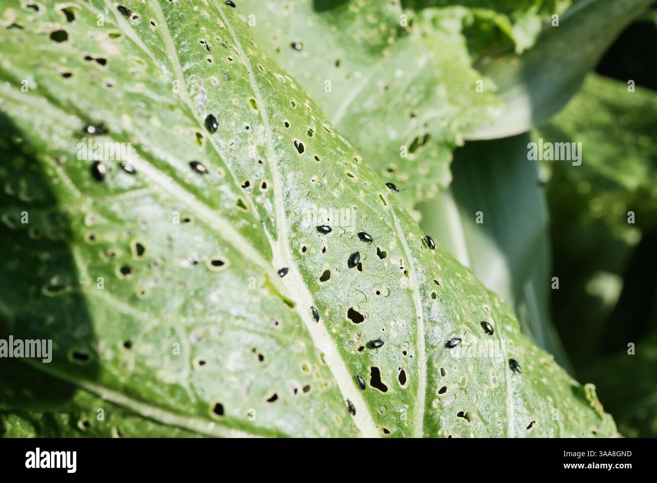 Cabbage leaf damage by flea beetles in garden Stock Photo - Alamy