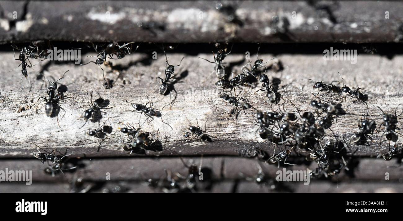 PRODUCTION - 31 March 2025, Baden-Württemberg, Schutterwald: Ants crawl ...