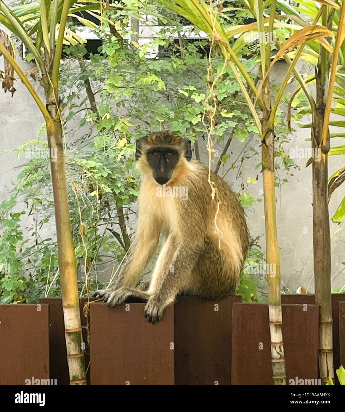A curious green monkey sits looking at the camera on a fence in a ...