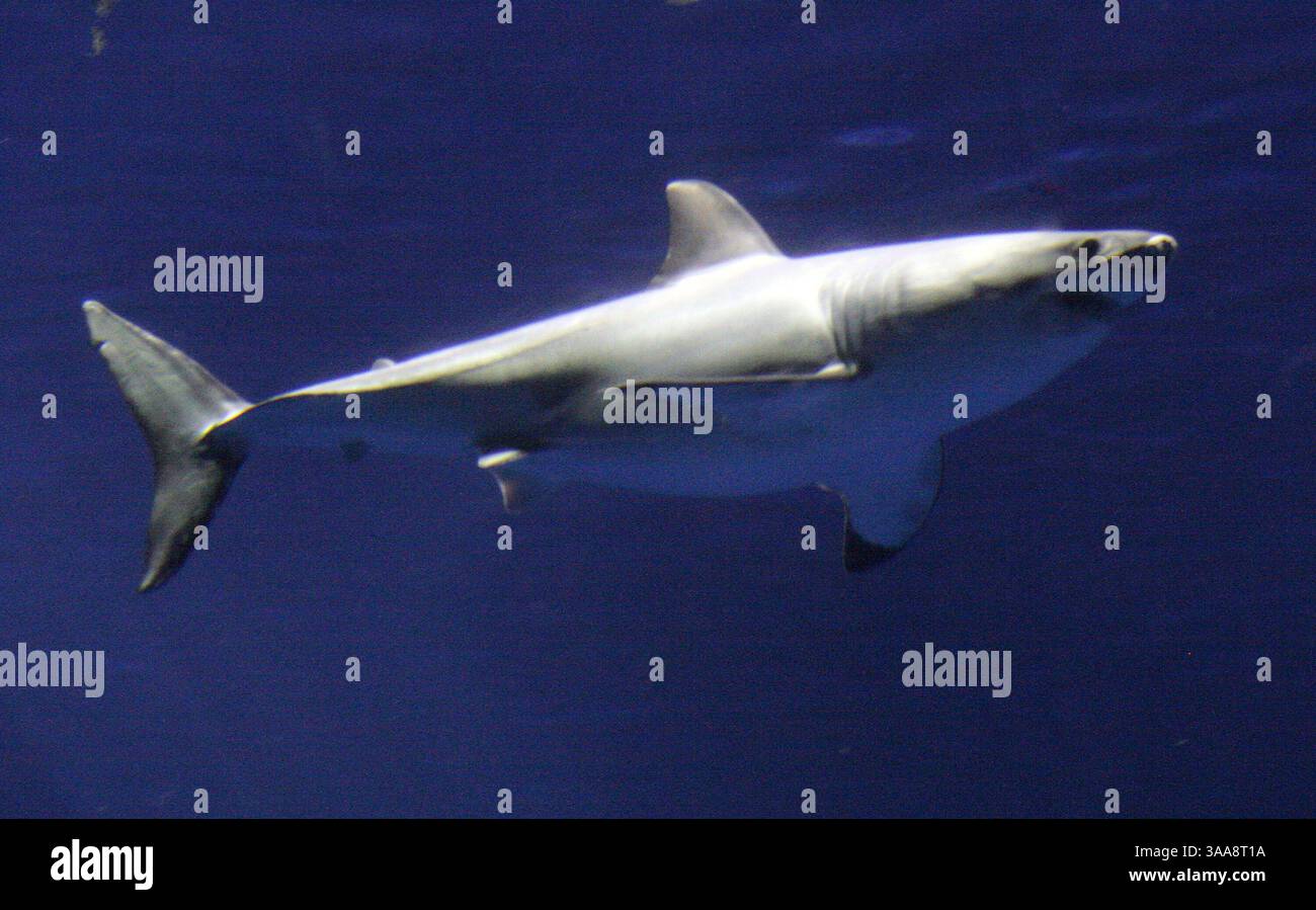 Dec 10, 2006; Monterey, CA, USA; A young male great white shark in the ...
