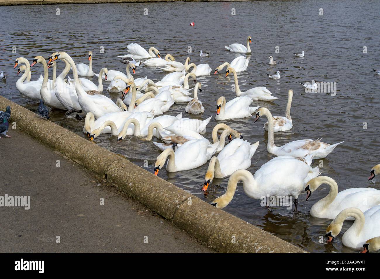 Barrshaw park hi-res stock photography and images - Alamy