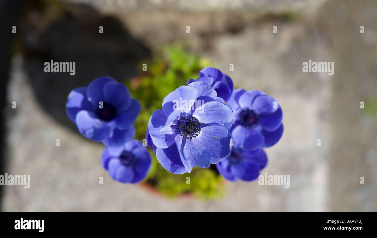 HELIGAN GARDENS THE LOST GARDENS OF HELIGAN Mevagissey Cornwall Stock ...
