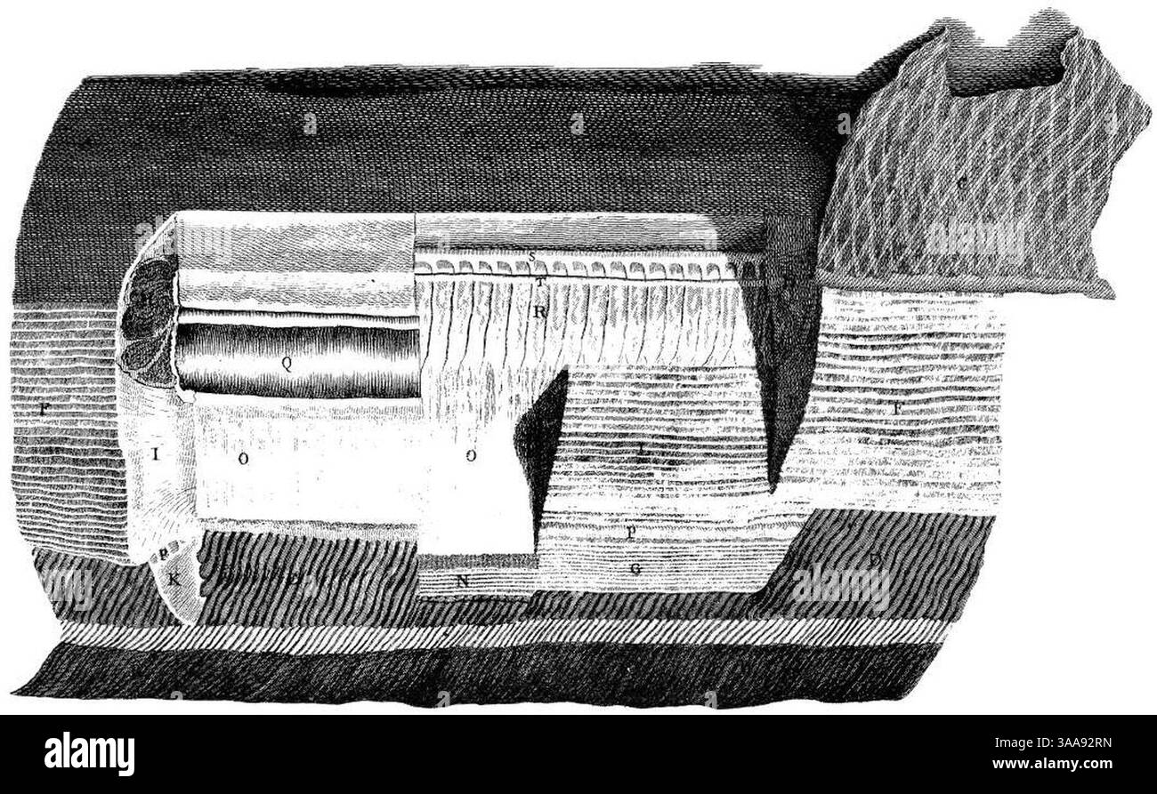 Hunter Electric Eel Dissection 1775 Stock Photo - Alamy