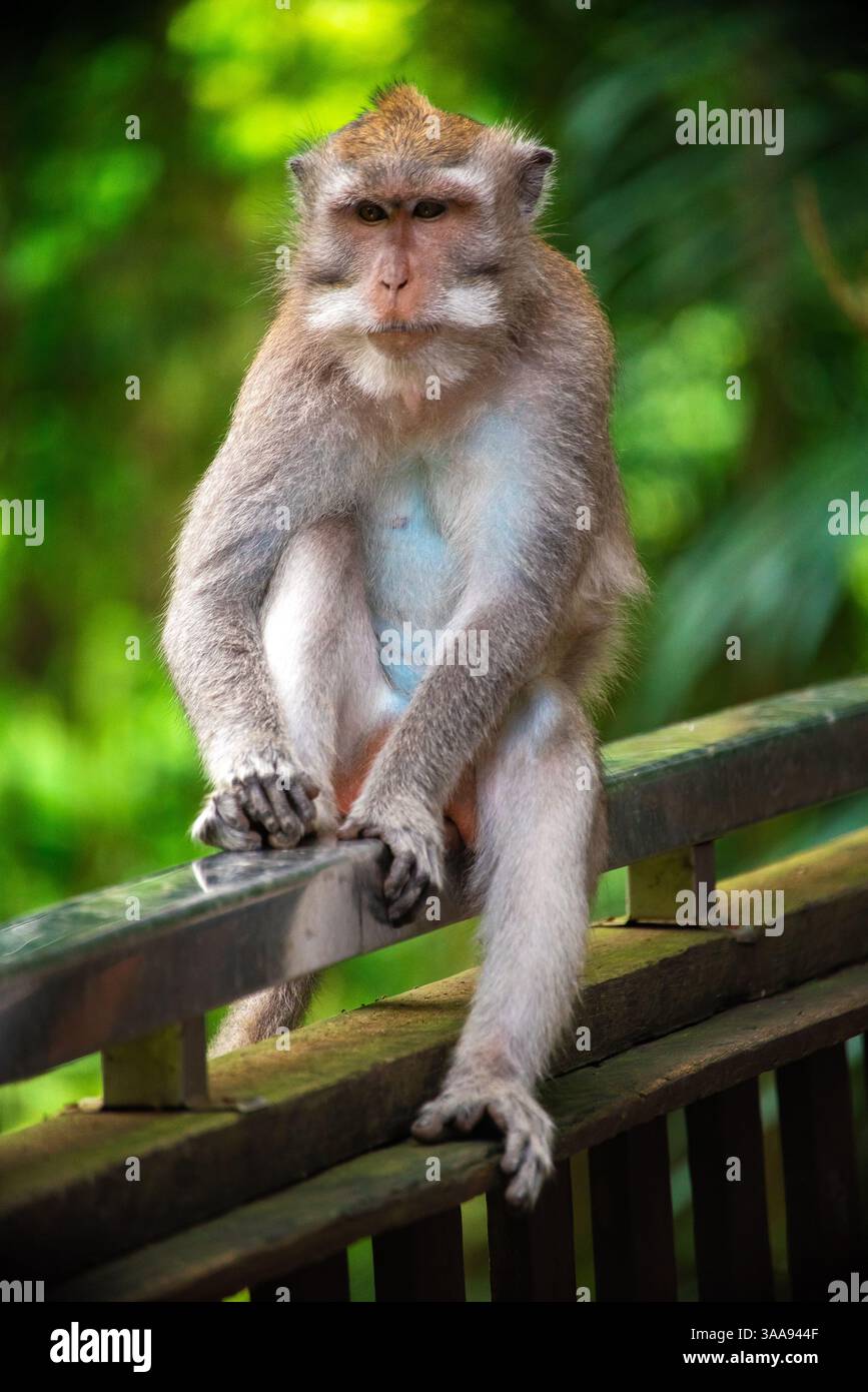 Experience balis monkey forest hi-res stock photography and images - Alamy