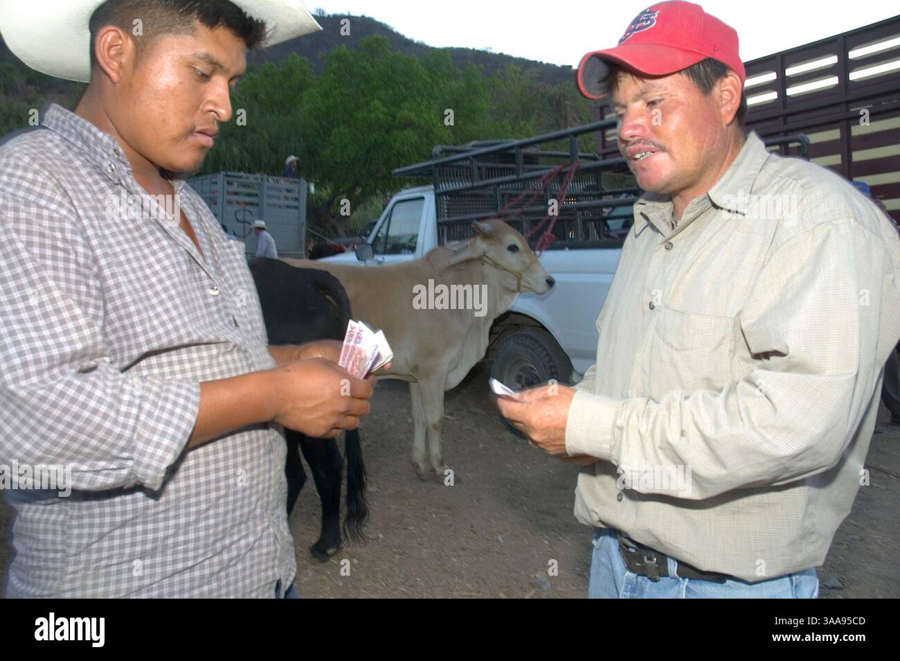Puebla mexico cow farm hi-res stock photography and images - Alamy