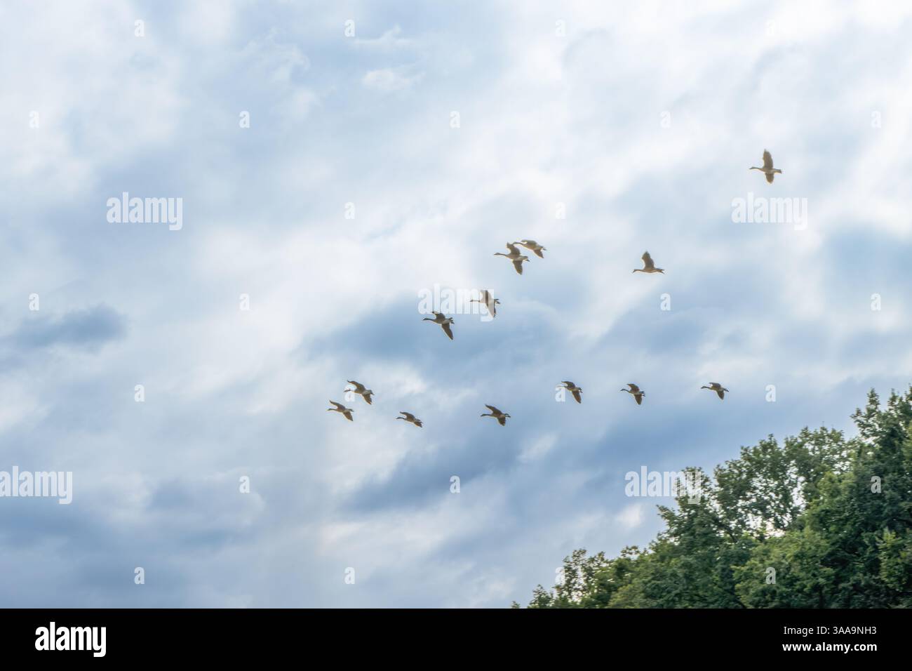 A large flock of geese fly against the blue and white sky. Nuremberg ...