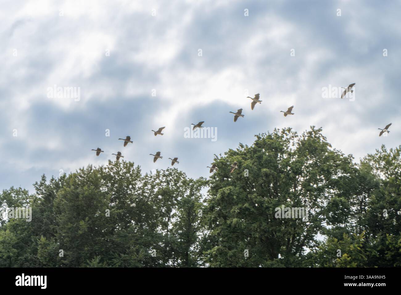 A large flock of geese fly against the blue and white sky. Nuremberg ...