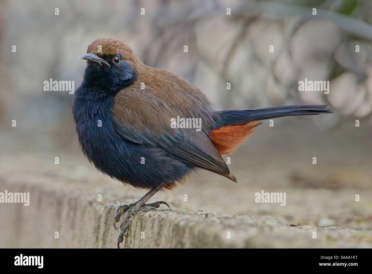 Indian Robin (Copsychus fulicatus), male standing on a wall, Jhalana ...