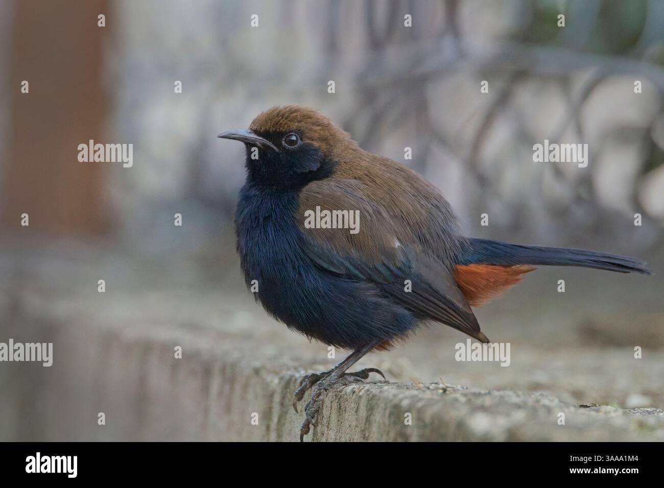 Indian Robin (Copsychus fulicatus), male standing on a wall, Jhalana ...