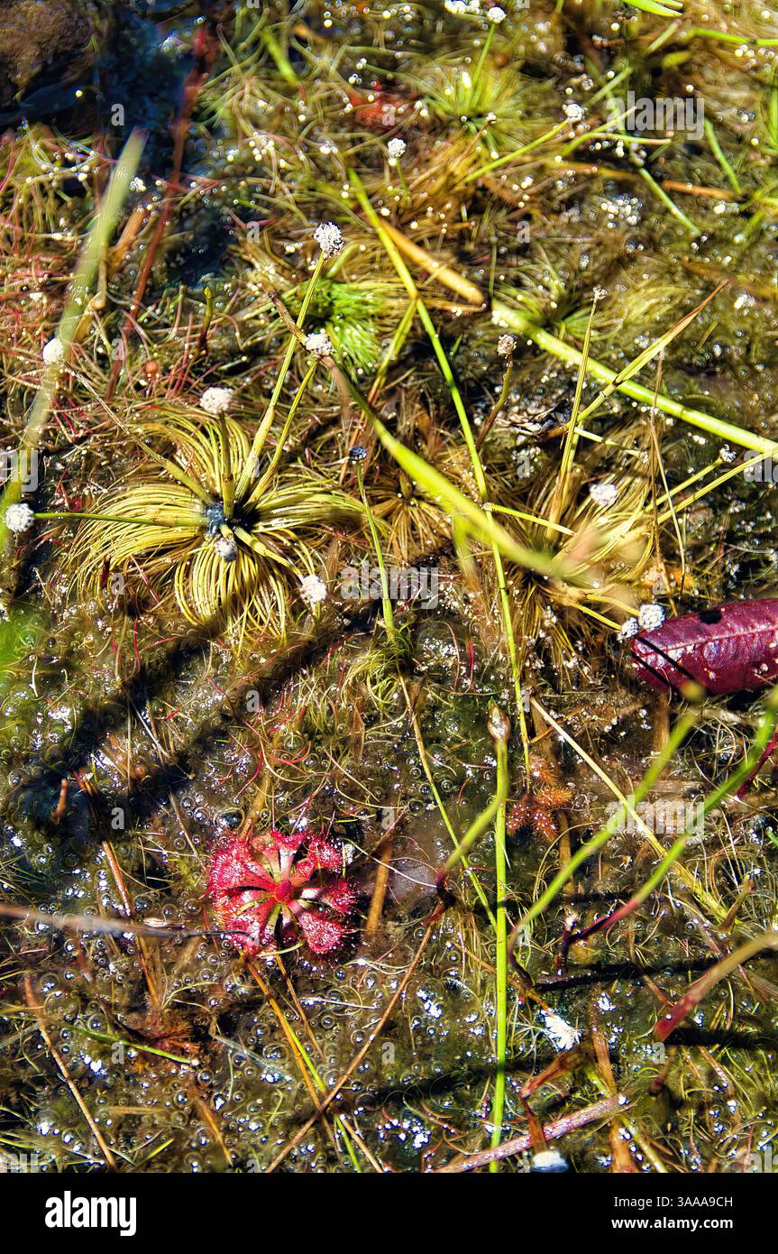 Flowering pipeworts (Eriocaulon sp) and sundews (Drosera sp) in a ...