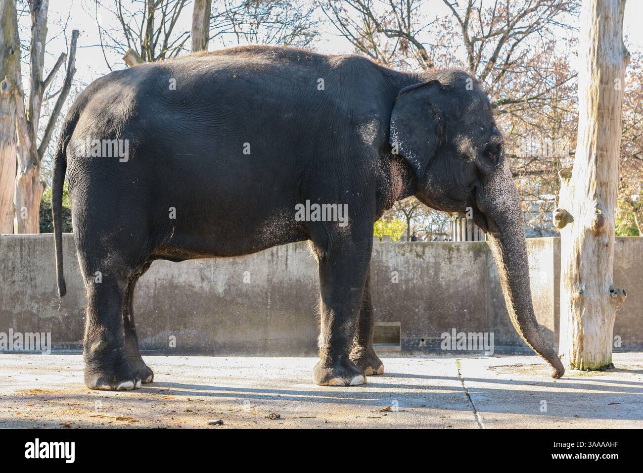 A large elephant standing in a zoo Stuttgart Germany enclosure. The ...